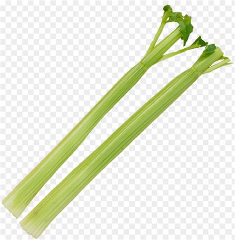 Celery Stick PNG Image With Transparent Background TOPpng