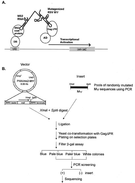 A Schematic Diagram Of A Yeast Three Hybrid System The Specific Download Scientific Diagram