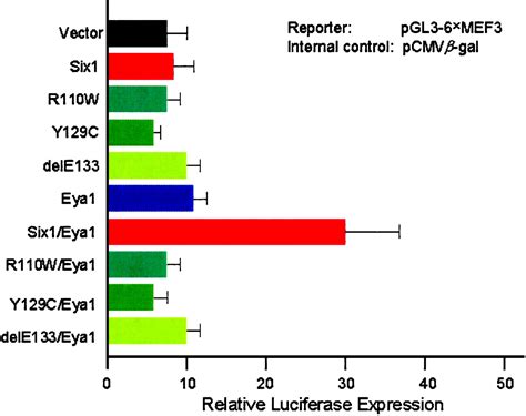 Six1 Mutations Cause Branchio Oto Renal Syndrome By Disruption Of Eya1