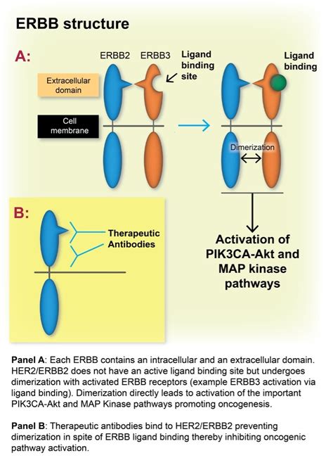 Her2erbb2 Testing In Colorectal College Of American Pathologists