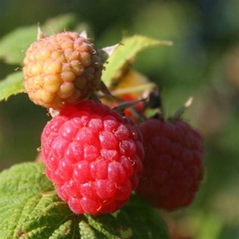Protect Your Raspberry Plants From Bugs