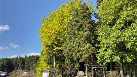 上高野山の乳下がりイチョウ【広島県庄原市•広島県天然記念物】 Youtube