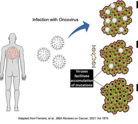 Human Oncogenic Viruses Flashcards Quizlet