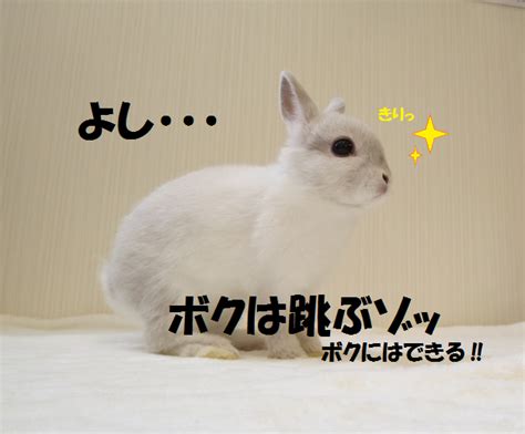 福岡にうさぎの赤ちゃん大集合 九州うさぎclub 福岡市東区のネザーランドドワーフ＆ホーランドロップ専門店
