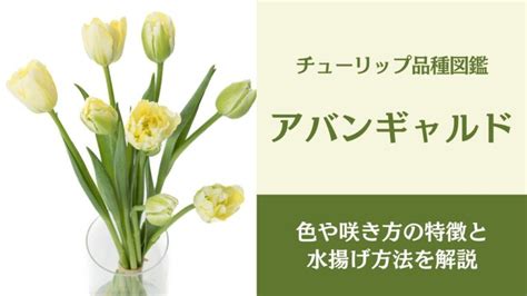 チューリップ「デルタストーム」の色や見た目の特徴、お手入れ方法、花言葉｜bloom Note（ブルームノート）