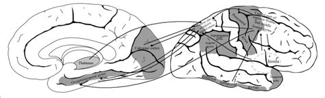 The Model Of Visuospatial Network With The Defined Region Of Interest Download Scientific