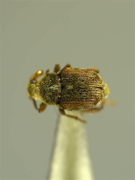 Euscepes Postfasciatus