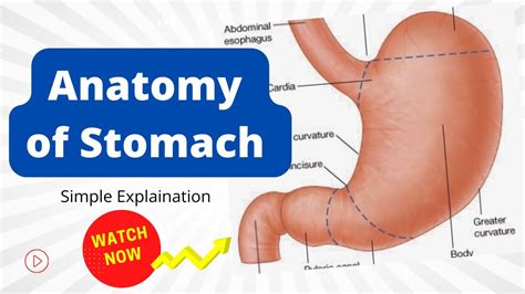Cardiac Notch Of Stomach