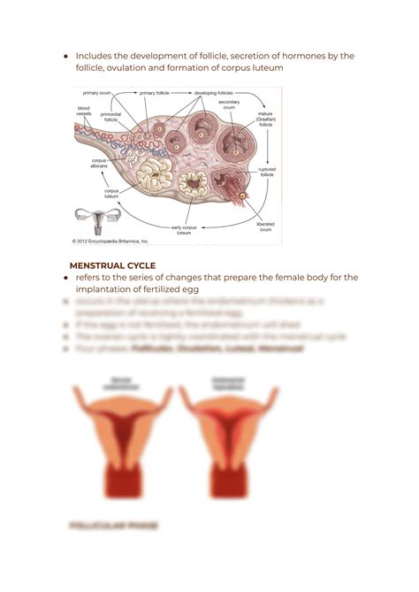 SOLUTION Feedback Mechanisms In The Reproductive System Studypool