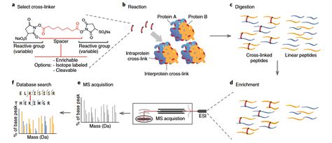 Crosslinking Mass Spectrometry Service Mtoz Biolabs