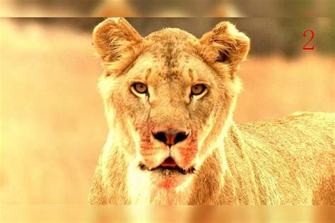 一家三口困在车内，遭到狮子的围攻狮子一家