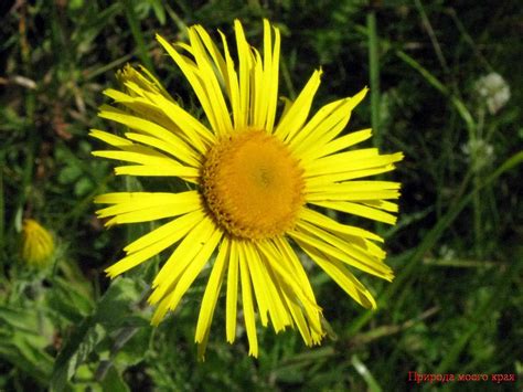 Девясил британский (Inula britannica), фотографии