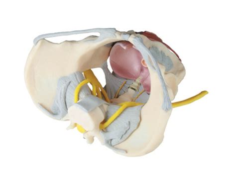 Modelo anatómico de pelvis femenina