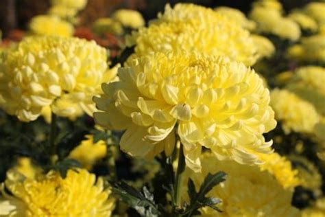 菊の葉っぱが茶色に変色する原因や対策法について 植物navi