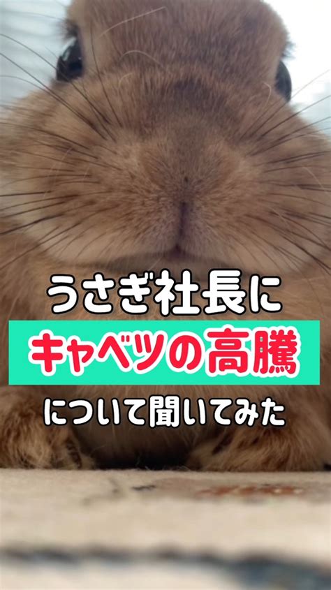 うさ男（お） リンゴの咀嚼音 うさぎ Rabbit Bunny Asmr Asmrvideo Instagram