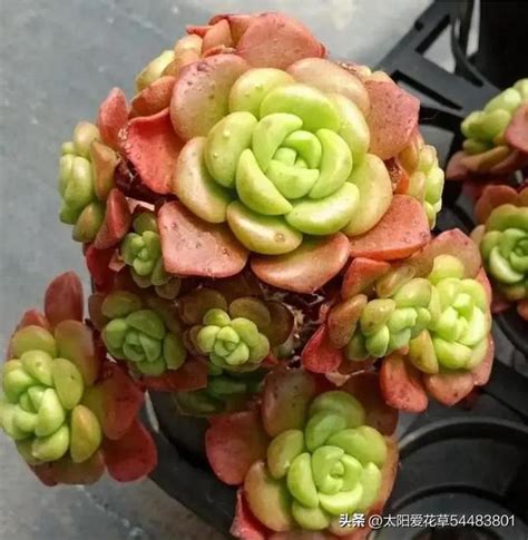 漂亮的5種普貨多肉，皮實好養易出狀態，新手小白練手養最合適 每日頭條