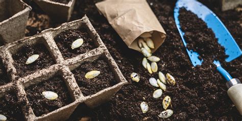 How To Save Pumpkin Seeds For Replanting In Your Garden