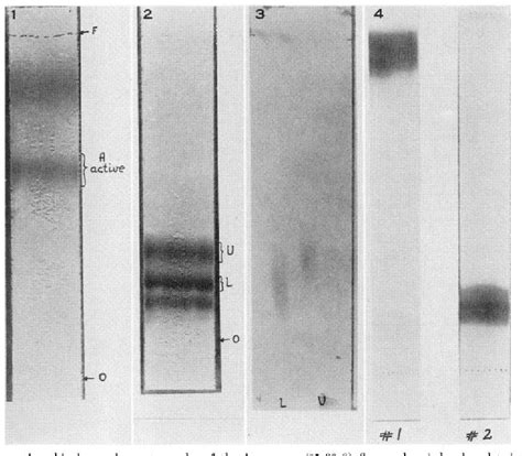 Figure 1 From Blood Group A Active Glycolipids Of Hog Gastric Mucosa
