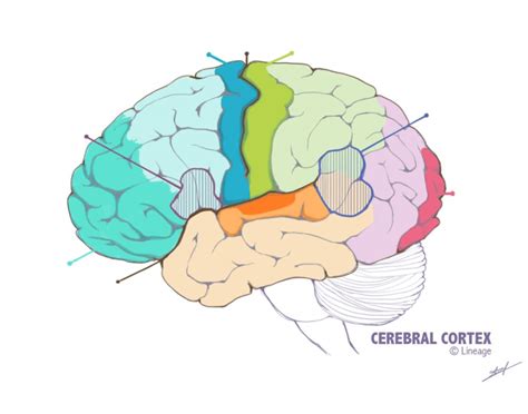 Cerebral Cortex Landmarks Quiz