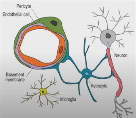 Neuro Science ShareTechnote
