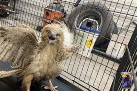 Red Tailed Hawk With Rare Genetic Condition Leucism Rescued In
