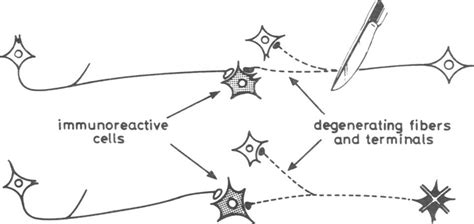 Principle Of The Combined Technique Immunostaining In Brain Sections