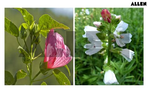 Malvaceae Classification General Classification And Faqs