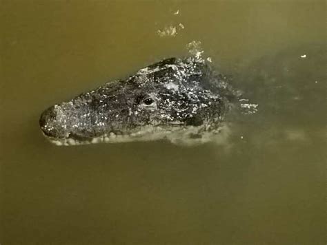 Chetumal Captan A Un Cocodrilo Cerca De La Fuente Del Pescador