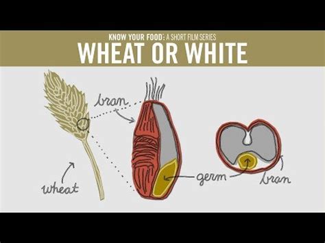 Distinction Between Wheat Bran Wheat Germ Proper Nutrition NutritionOfPower Com