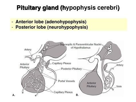 Ppt Endocrine System Powerpoint Presentation Free Download Id250317