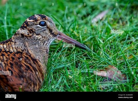 Half Length Portrait Of Eurasian Woodcock Scolopax Rusticola During