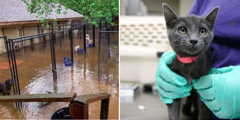 How To Help Animals Affected By Hurricane Harvey The Dodo
