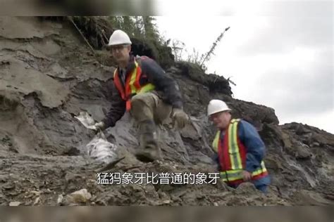 这东西挖一根就卖180万简直像玩命为何却少有人做 东西