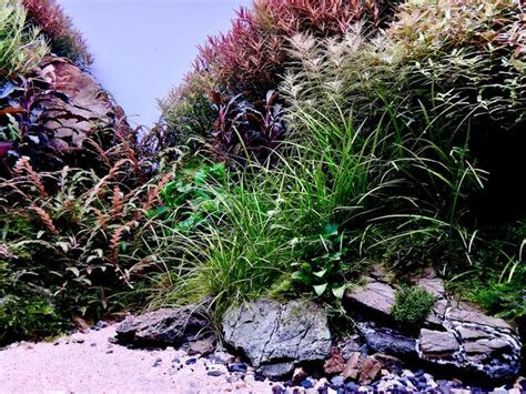 Premium Photo Aquascape Aquarium With Various Freshwater Plants Green