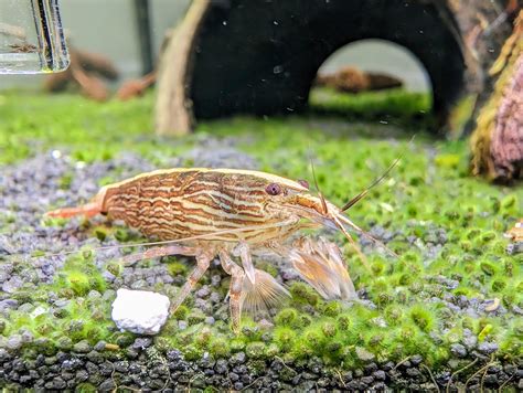 New Phone Testing Macro Rshrimptank