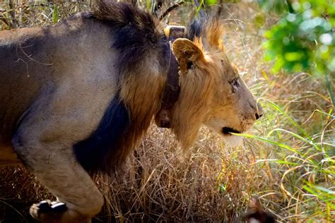 5 Days Akagera Wildlife Safari Rwanda Visit Akagera Park 2024