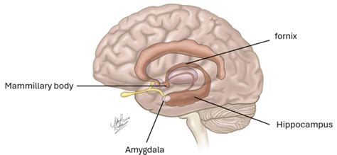 Brain Diagram Labeled Hippocampus