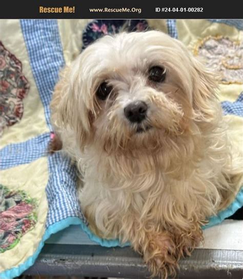 Adopt Maltese Rescue Liberty Hill Tx