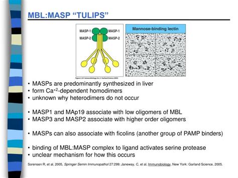 PPT MANNOSE BINDING LECTIN PATHWAY PowerPoint Presentation ID 320693