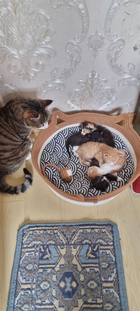 МОНГОЛЫН МУУР СОНИРХОГЧДЫН НЭГДСЭН ГРУПП Манайхаар дүүрэн паян