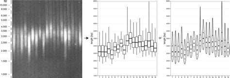 Inter Individual Variability In Telomere Lengths In Arabidopsis Download Scientific Diagram