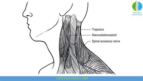 Spinal Accessory Nerve Injury Orthopedic Learning