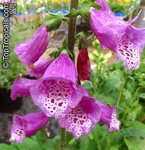 Digitalis Purpurea Purple Foxglove Ladys Glove