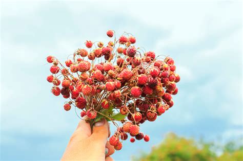 육즙 밝은 초원 빨간 딸기 열매의 아름 다운 꽃다발 손을 보유 하 고 푸른 하늘에 대 한 건강한 생활방식에 대한 스톡 사진 및 기타 이미지 건강한 생활방식 건강한
