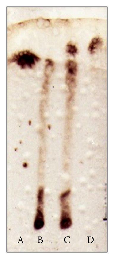 Detection Of Cyclodextrin Production By Tlc Lane A Glucose Lane
