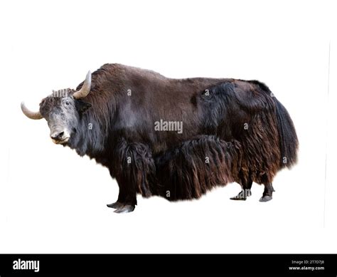 Nepal Farming Cut Out Stock Images Pictures Alamy