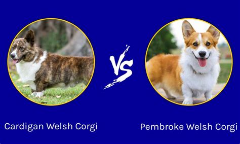 Cardigan Welsh Corgi Vs Pembroke Welsh Corgi Whats The Difference