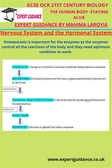 Nervous System And The Hormonal System Gcse Ocr 21st Century The Human Body Staying Alive