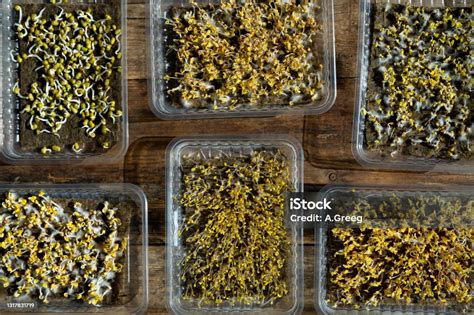 플라스틱 트레이에서 마이크로 그린을 성장 비건 에코 식품에 대한 씨앗을 발아 다른 식물의 집합 창턱에 집 정원 유기 친화적 인