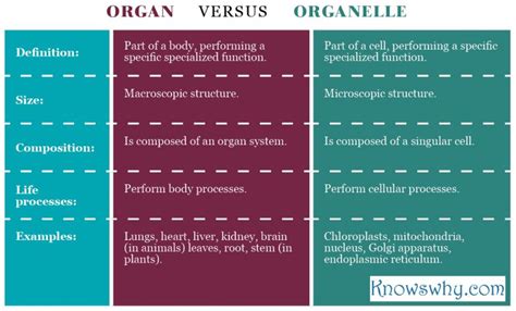 Difference Between Organ And Organelle